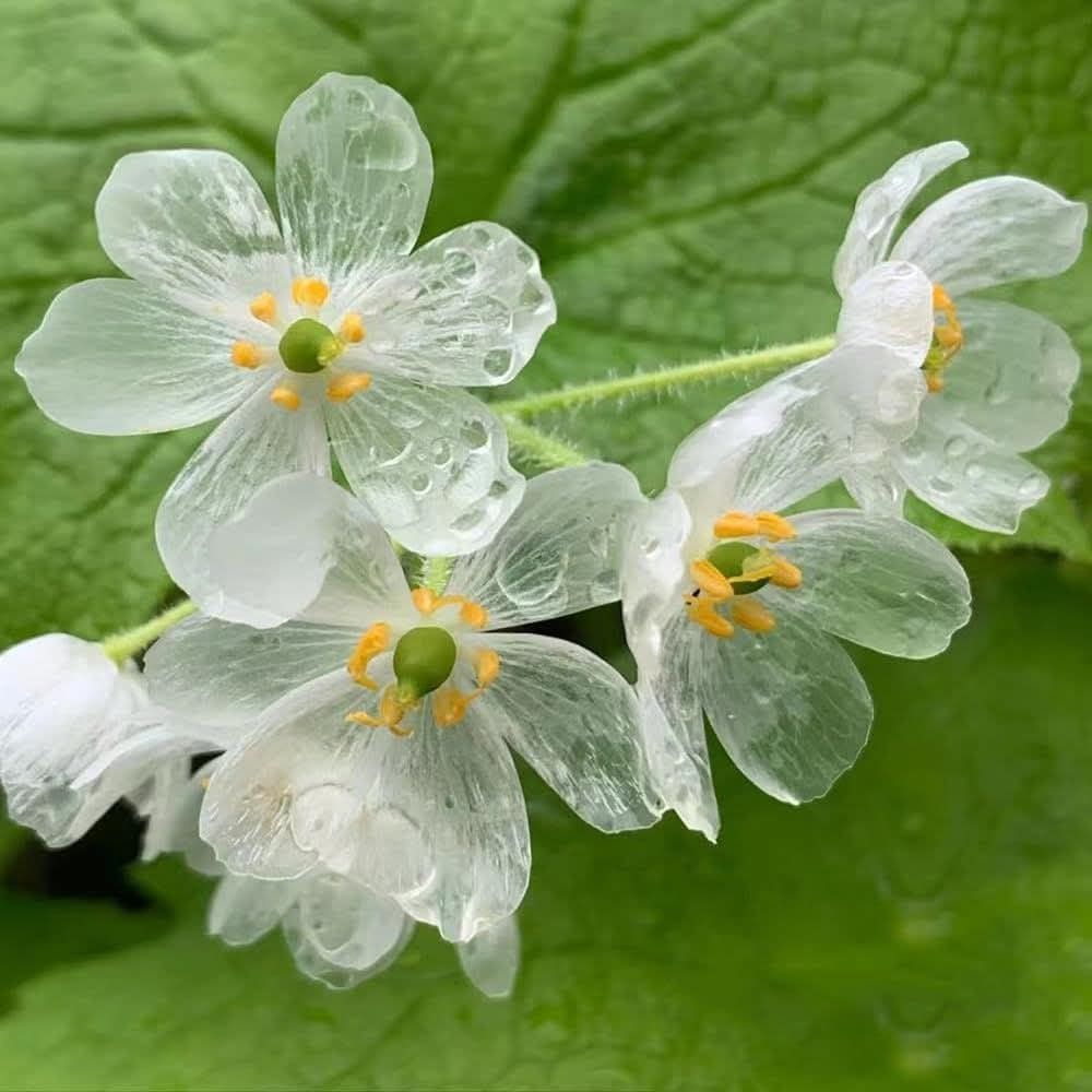 Diphylleia Grayi – Nasus Galería